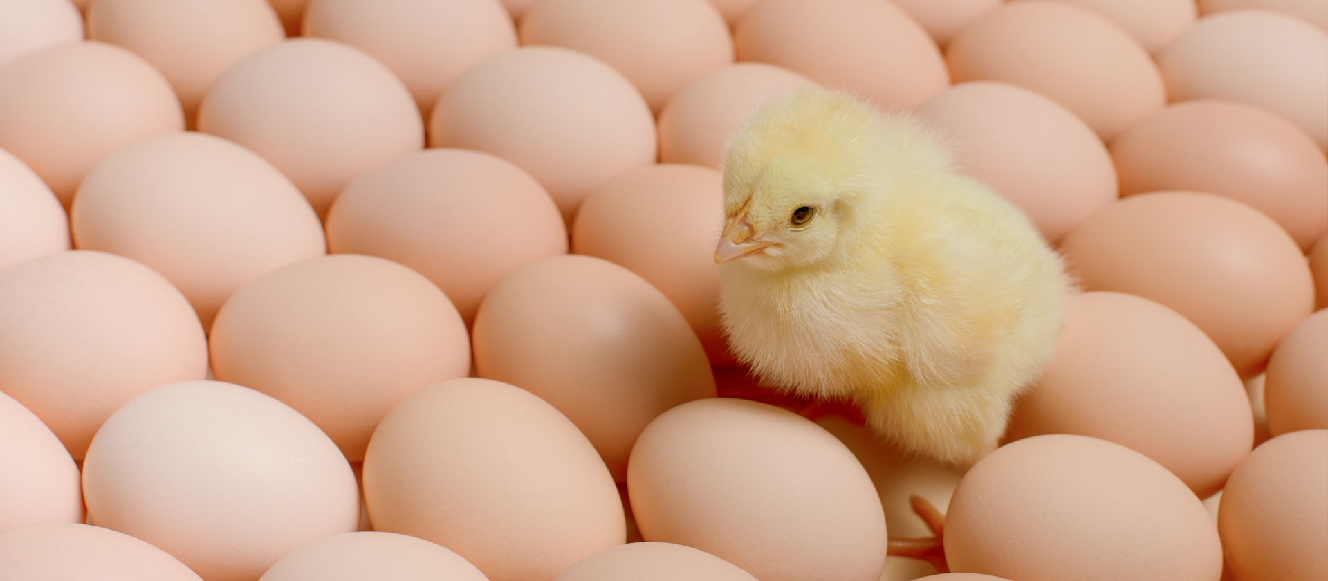 Rcom Egg Incubators and Brooders for Avian Poultry Reptile Puppy – Rcom ...